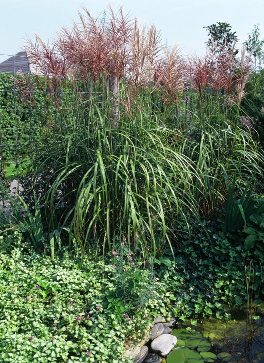 Miscanthus sinensis 'Ferner Osten' C5 | bol.com