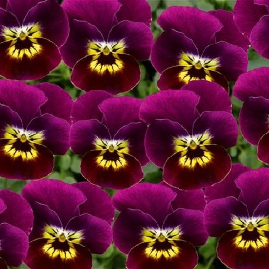 Violen Twix Purple and Gold | bol