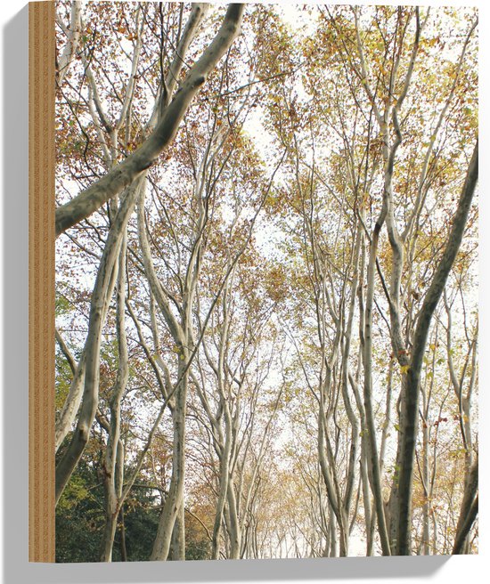 WallClassics - Hout - Lichte Bomen op Pad - 30x40 cm - 12 mm dik - Foto ...