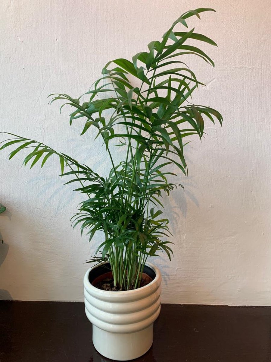 Planten pot voor binnen - Keramiek glimmend - De wonderkas - witte ...