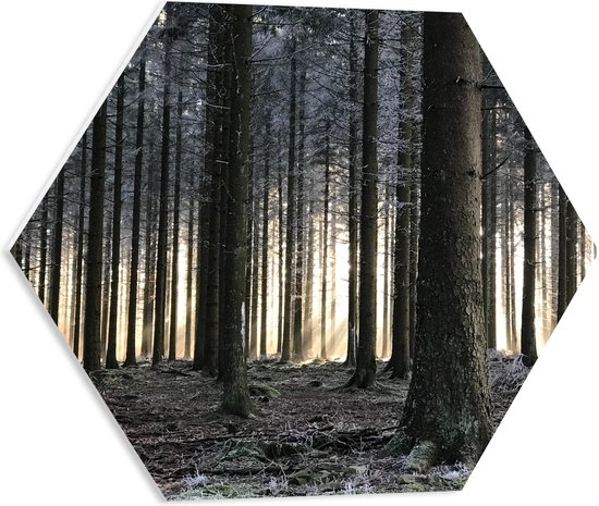 WallClassics - PVC Schuimplaat Hexagon - Bevroren Bomen in de Ochtend ...