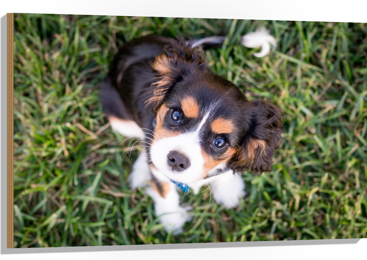 WallClassics - Hout - Schattig Klein Hondje op het Gras - 105x70 cm ...