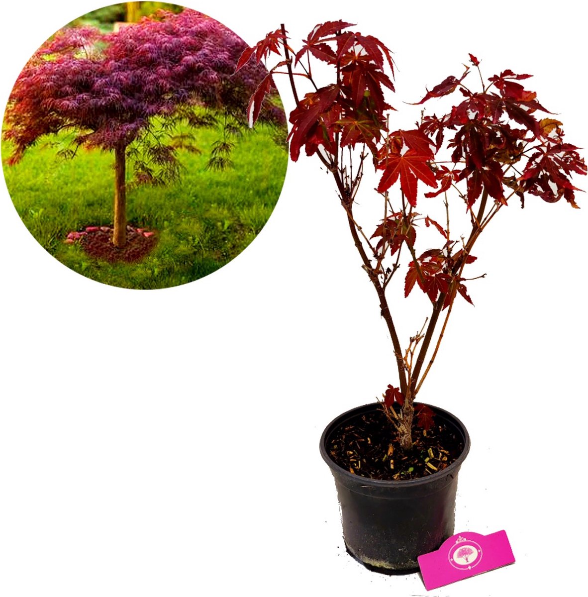 Acer palmatum ‘Atropurpureum’, rode Japanse esdoorn - Hoogte 60cm - 3 ...