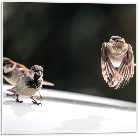 WallClassics - PVC Schuimplaat- Mussen op de Motorkap - 50x50 cm Foto op PVC Schuimplaat | bol