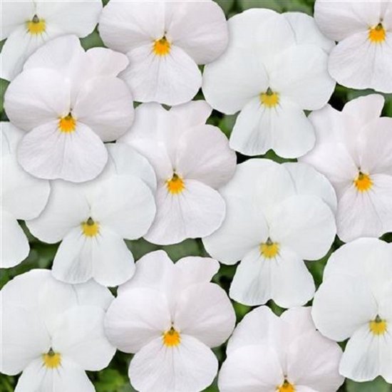 Viooltje Twix Snow | bol