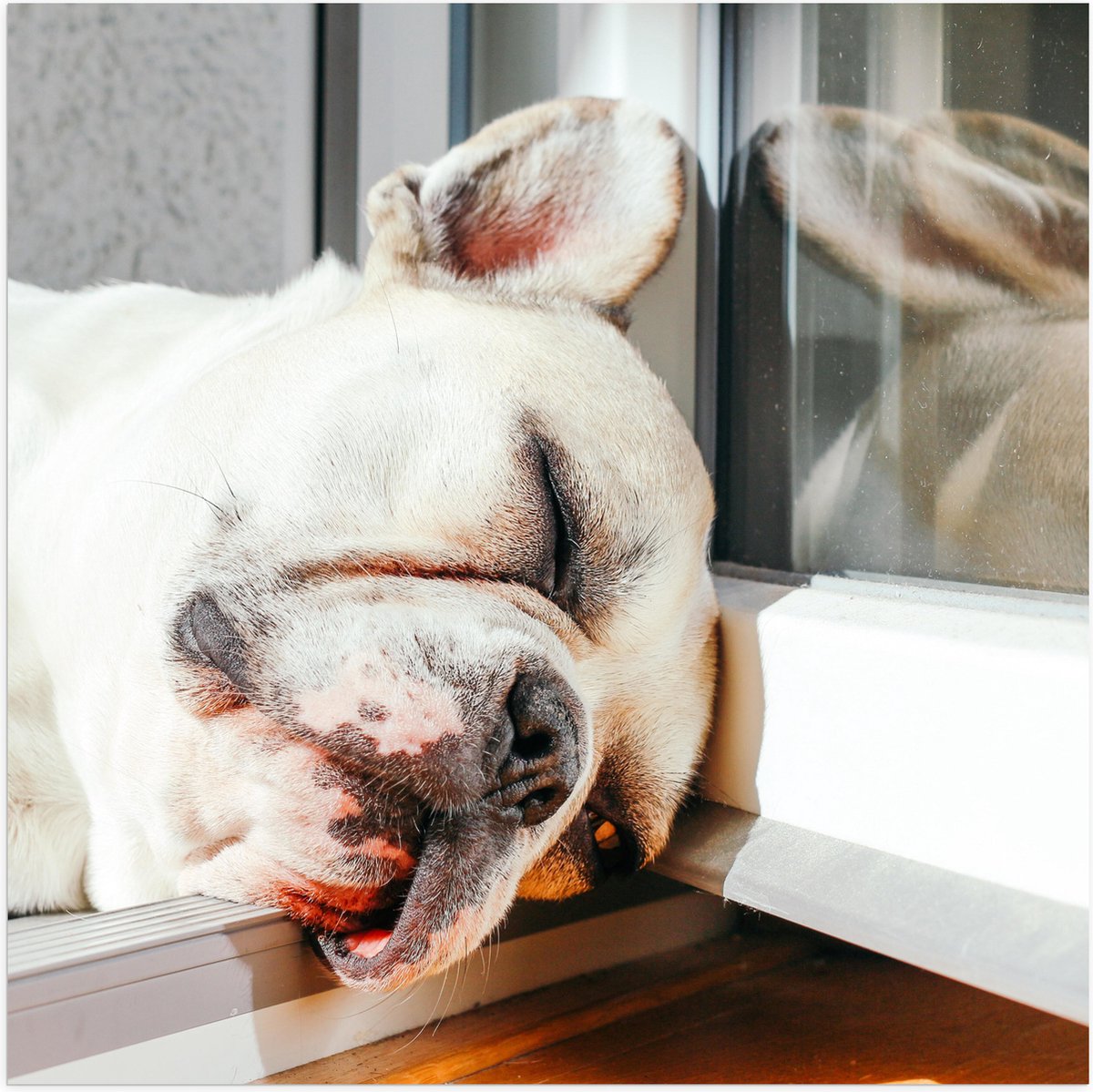 WallClassics - Poster (Mat) - Slapende Hond in het Raamkozijn - 80x80 ...