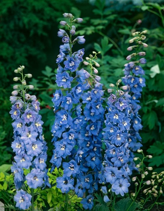 3 stuks | Delphinium (P) 'Blue Bird' P11 | bol