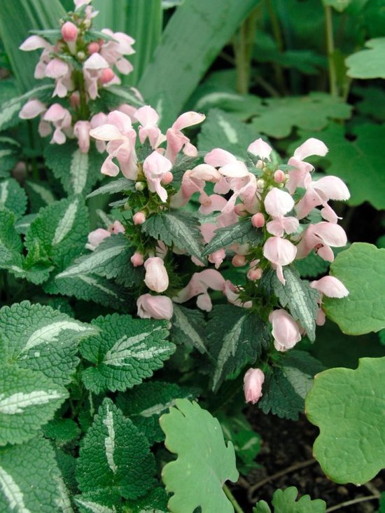 3 stuks | Lamium maculatum 'Shell Pink' P9 cm | bol