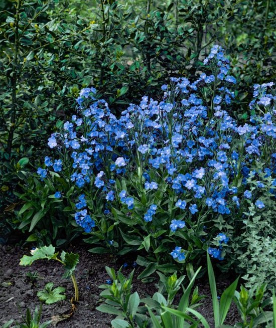 Set van 3 | Anchusa azurea - 0.7 liter pot | bol