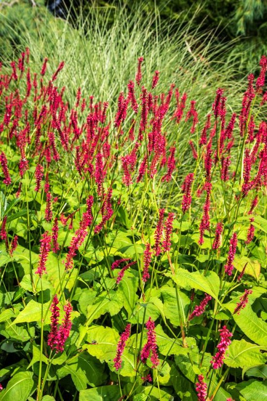 Set van 3 | Persicaria amplexicaulis - 0.7 liter pot | bol