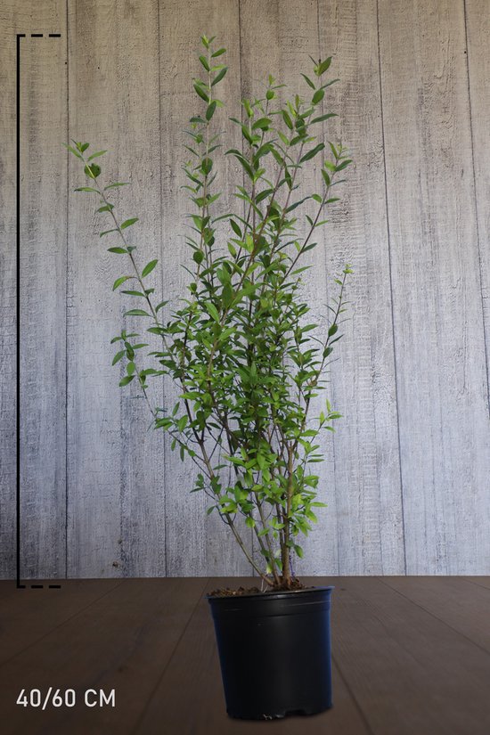 Set van 10 | Gewone Liguster Pot 40-60 cm - Bladverliezend - Bloeiende ...