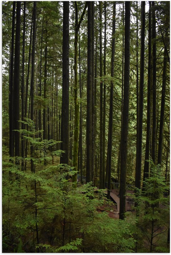 WallClassics - Poster (Mat) - Smalle Boomstammen met Begroeiing - 50x75 ...