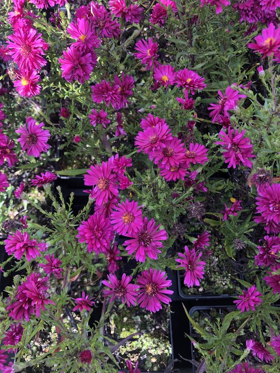 6 x Aster novi-belgii 'Royal Ruby' - Herfstaster - pot 9 x 9 cm | bol