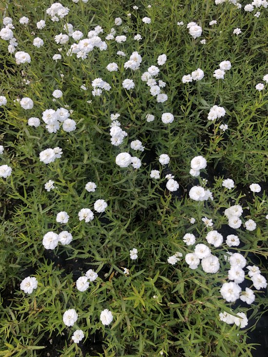 6 x Achillea ptarmica 'Peter Cottontail' - pot 9 x 9 cm | bol