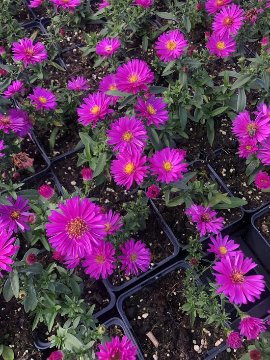 6 x Aster dumosus 'Starlight' - Aster - pot 9 x 9 cm | bol