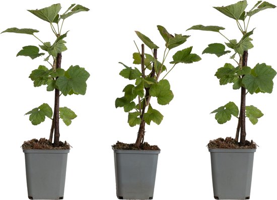 Bloem van Botanicly – Geranium – Hoogte: 30 cm – Pelargonium Orange ...
