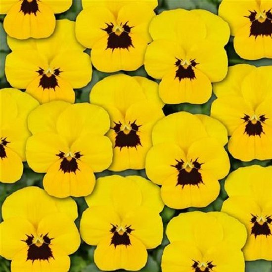 Violen Twix Yellow with Eye | bol
