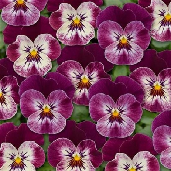 Violen Twix Wine red Surprise | bol