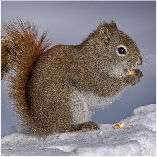 WallClassics - Poster (Matte) - L'écureuil mange une noix sur la neige ...