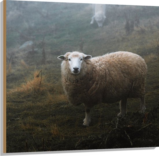 WallClassics - Hout - Schaap in de Wei met Mist - 100x100 cm - 12 mm ...