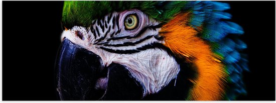 WallClassics - Poster (Mat) - Close-Up van een Ara Papegaai - 90x30 cm ...