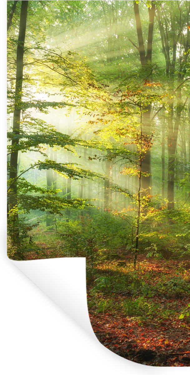 Stickers muraux - Feuille Autocollant - Soleil - Forêt - Arbres ...