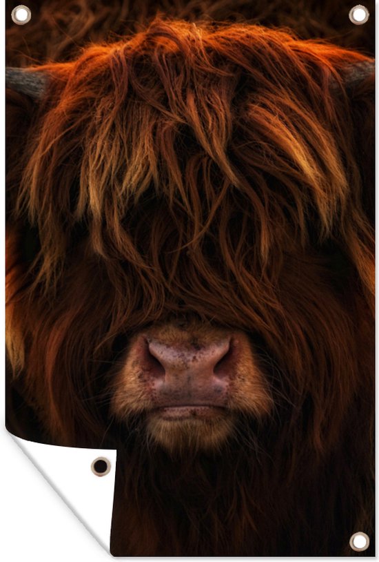 Posters de jardin extérieur Scottish Highlander - Vache - Zwart ...
