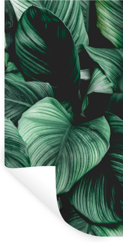 Muurstickers - Sticker Folie - Jungle - Bladeren - Tropisch - Planten ...