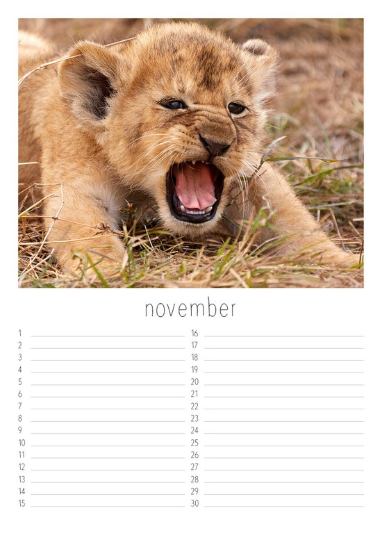 Kalender Babydieren | bol