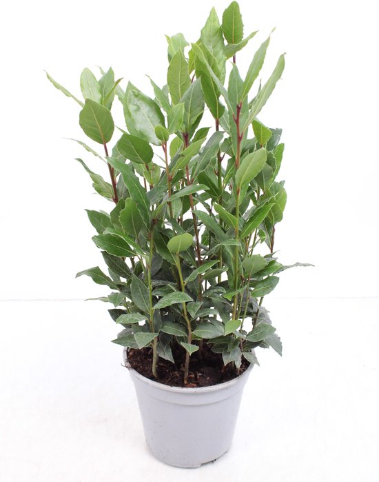 Laurus nobilis - Keuken Laurier struikje - potmaat 14 cm - planthoogte ...