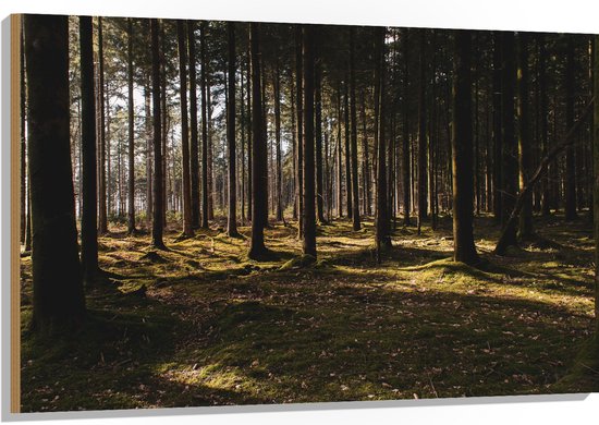 WallClassics - Hout - Bomen met Mos in het Bos - 120x80 cm - 12 mm dik ...