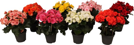2x Begonia Elatior - Kamerplanten - 1x Rood (Baladin) en 1x paars ...
