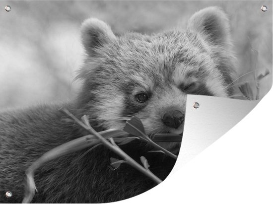 Décoration murale d'extérieur Manger panda roux - noir et blanc ...