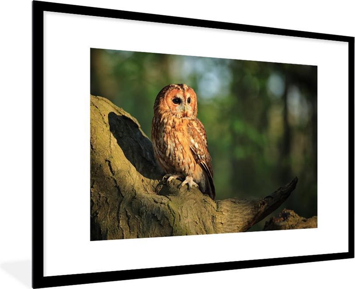 Fotolijst incl. Poster - Zonnestralen op een bruine bosuil - 120x80 cm ...