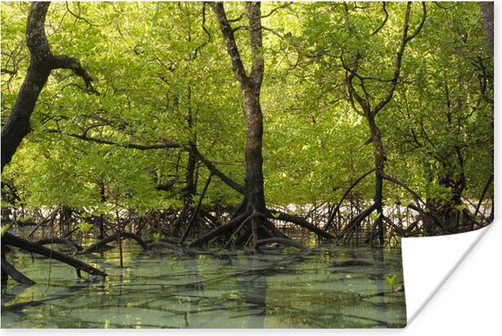 Arbres et eau dans les zones humides du Parc National des Mangroves ...