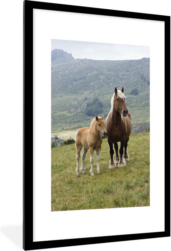 Fotolijst incl. Poster - Haflinger paard en haar veulen - 80x120 cm ...