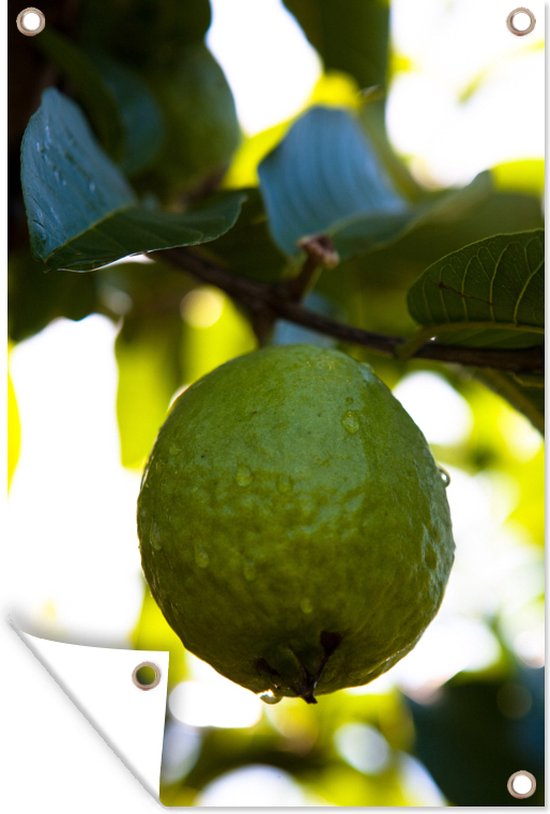 Tuinposters buiten Close-up van guave fruit in een boom met zonlicht ...
