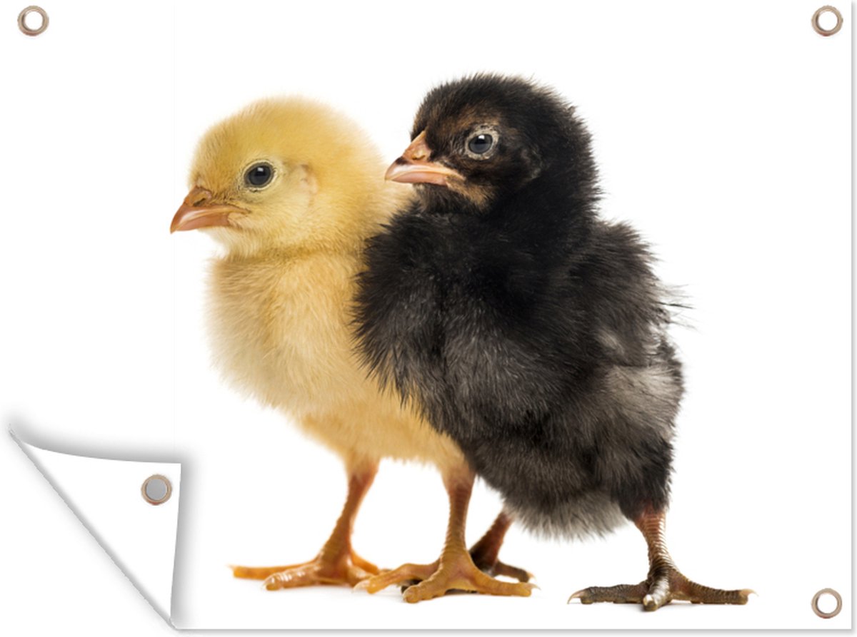 Tuin decoratie Een geel en een zwart kuikentje - 40x30 cm - Tuindoek ...