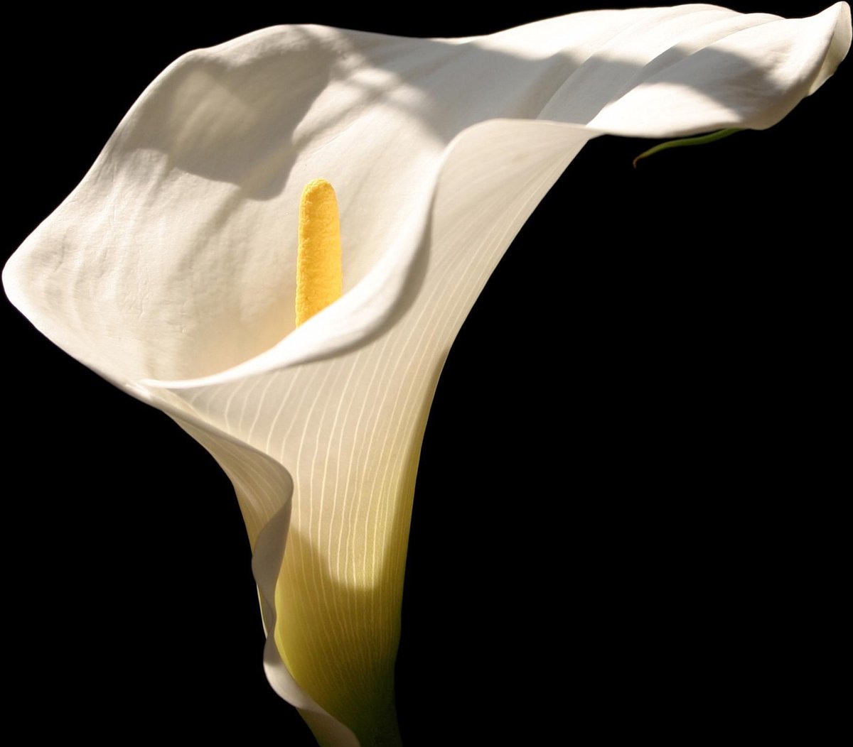 Tuinposter - Bloem - Kelk in wit / geel / groen / zwart 100 x 100 cm ...