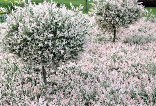 Set van 2 XXL Salix Flamingo Bomen – Winterharde Bomen – Inclusief ...