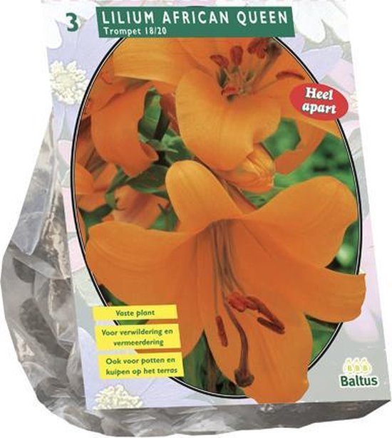 Lilium African Queen per 3 |zomerbloeier | oranje | bol.com