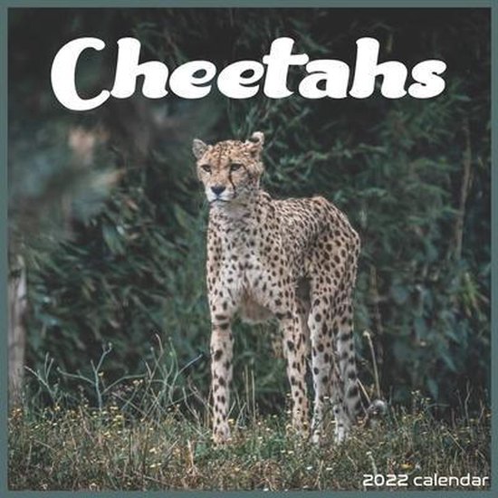 Cheetahs 2022 Calendar | bol.com