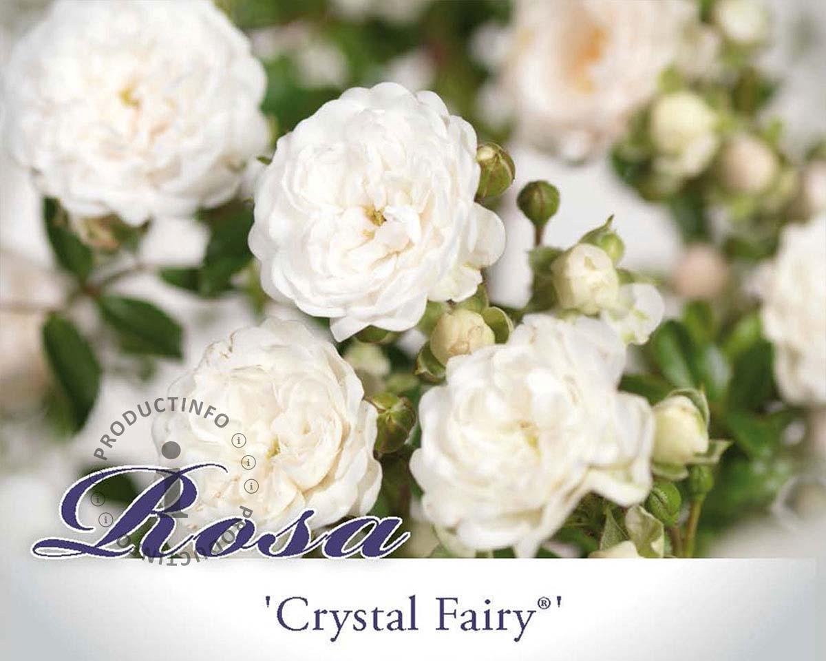 Rosa 'Crystal Fairy' | bol.com