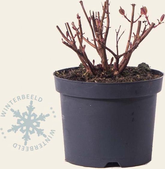 Hypericum 'Magical Red Star' | bol