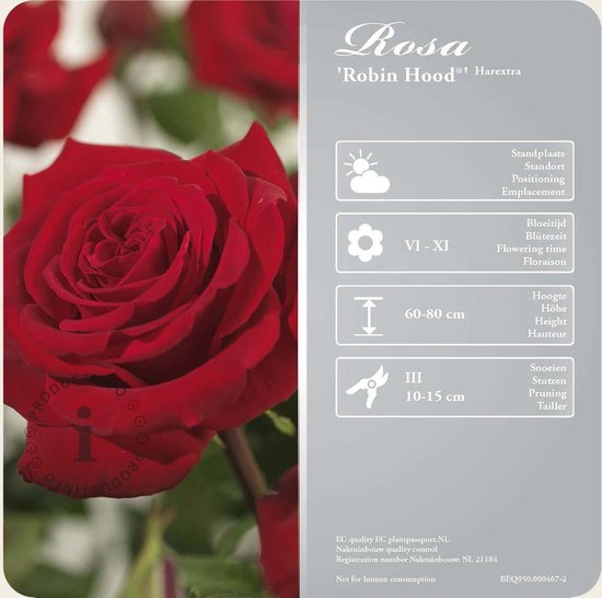 Rosa 'Robin Hood' | bol