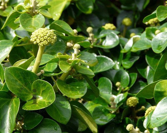 Hedera helix 'Arbori Compact' | bol.com