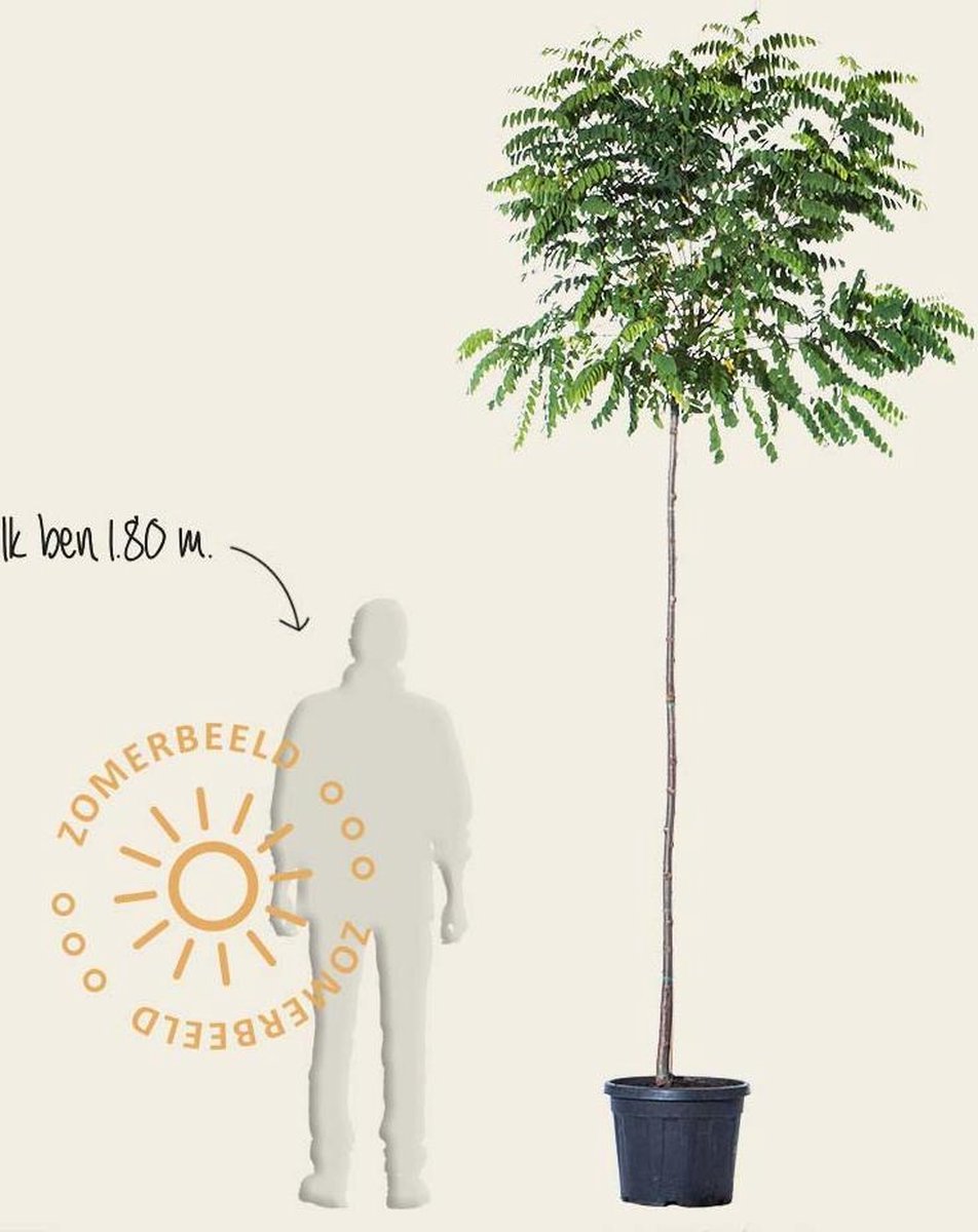 Robinia pseudo-acacia 'Umbraculifera' - 200 cm stam | bol