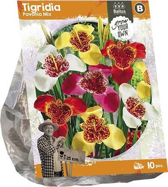 Tigridia Pavonia Mix (SP) per 10 | zomerbloeier | gemengd | bol.com