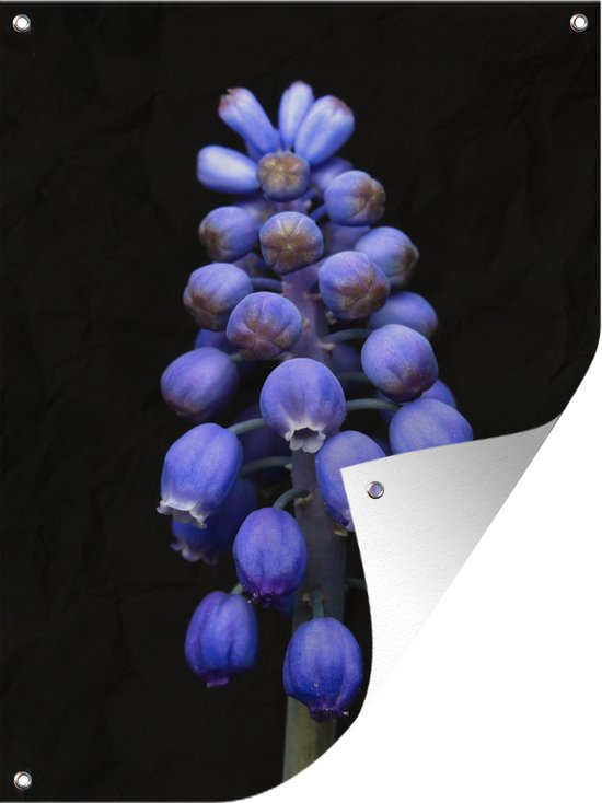 Grappe de jacinthe de raisin sur fond noir Poster de jardin 30x40 cm ...