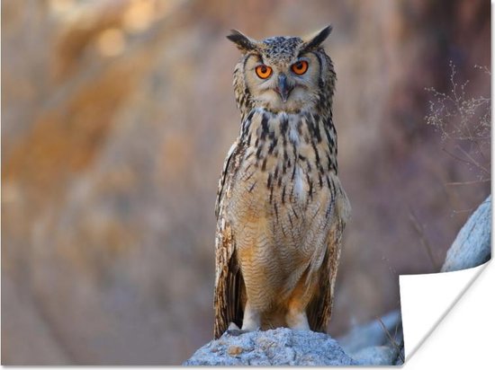 Bengaalse oehoe zit op een rots Poster 160x120 cm - Foto print op ...